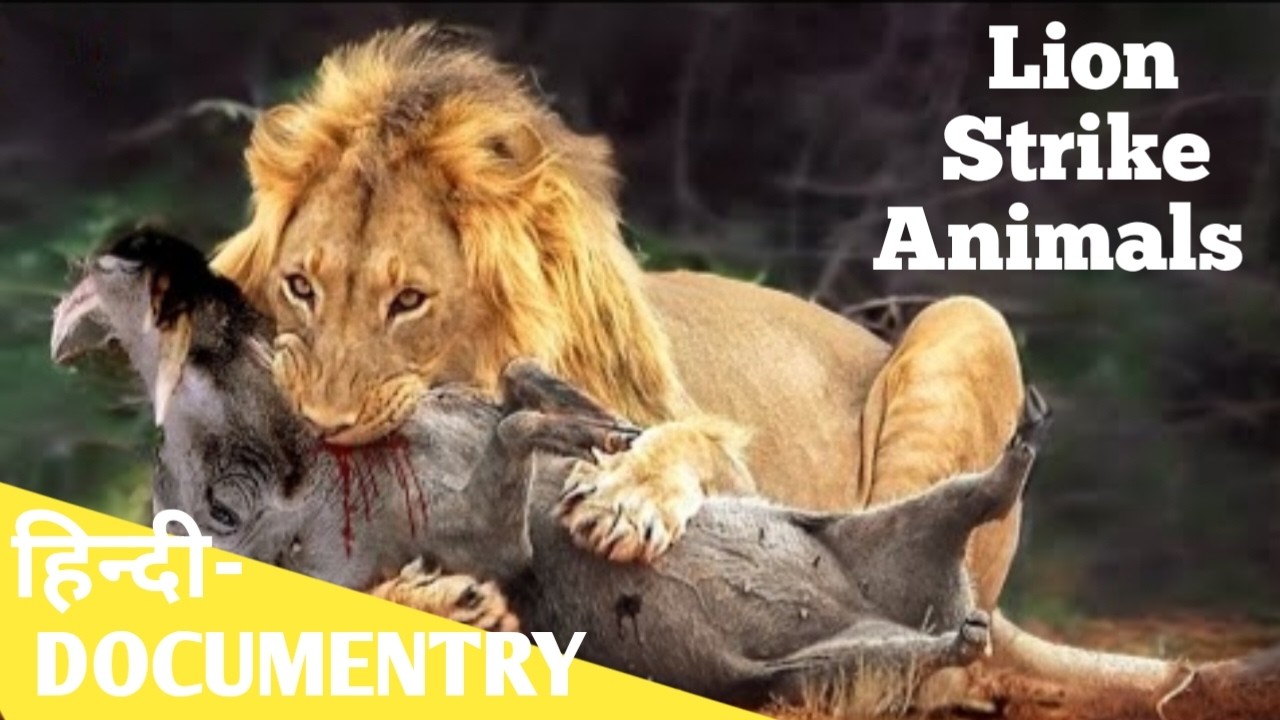 शेरों ने हमला किया:बिना किसी बचाव के पकड़े गए जानवर | When Lion Strike ...