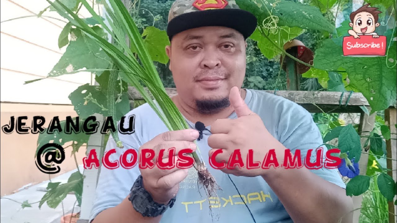 Khasiat pokok jerangau || Acorus Calamus #herbaanugerahtuhan - YouTube