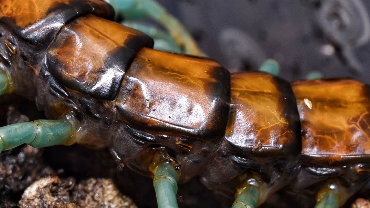 New pet centipede!!!!!!!!! - YouTube