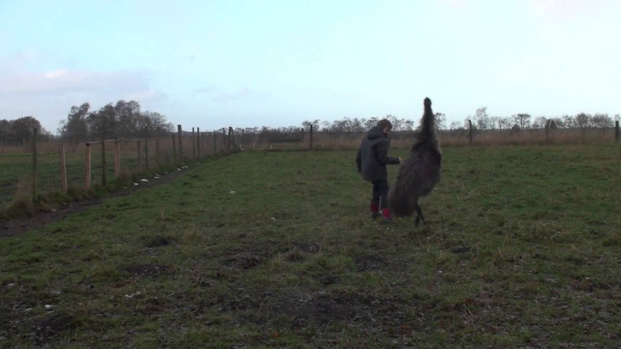 Emu Chasing Ball Memes