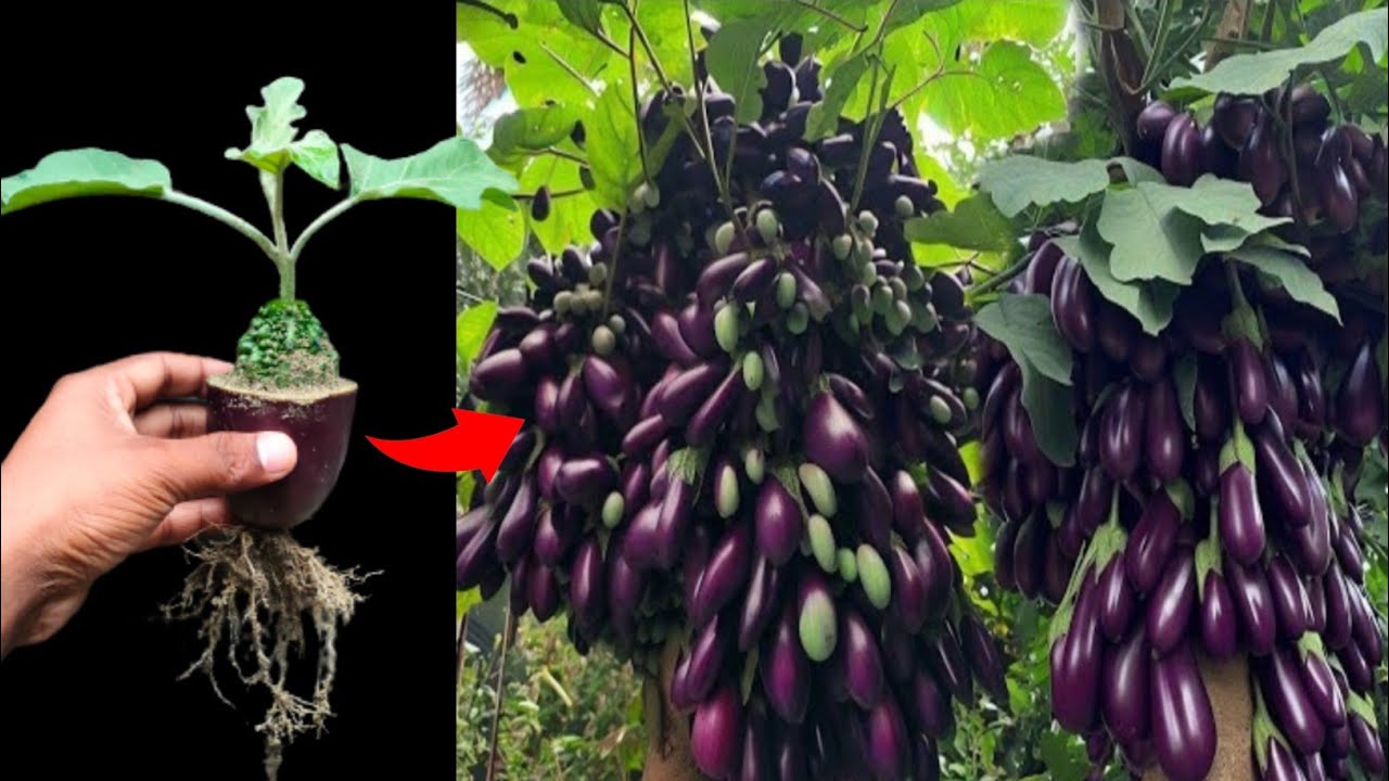 Great Technical : Grafting with eggplant Get amazing fruit - YouTube