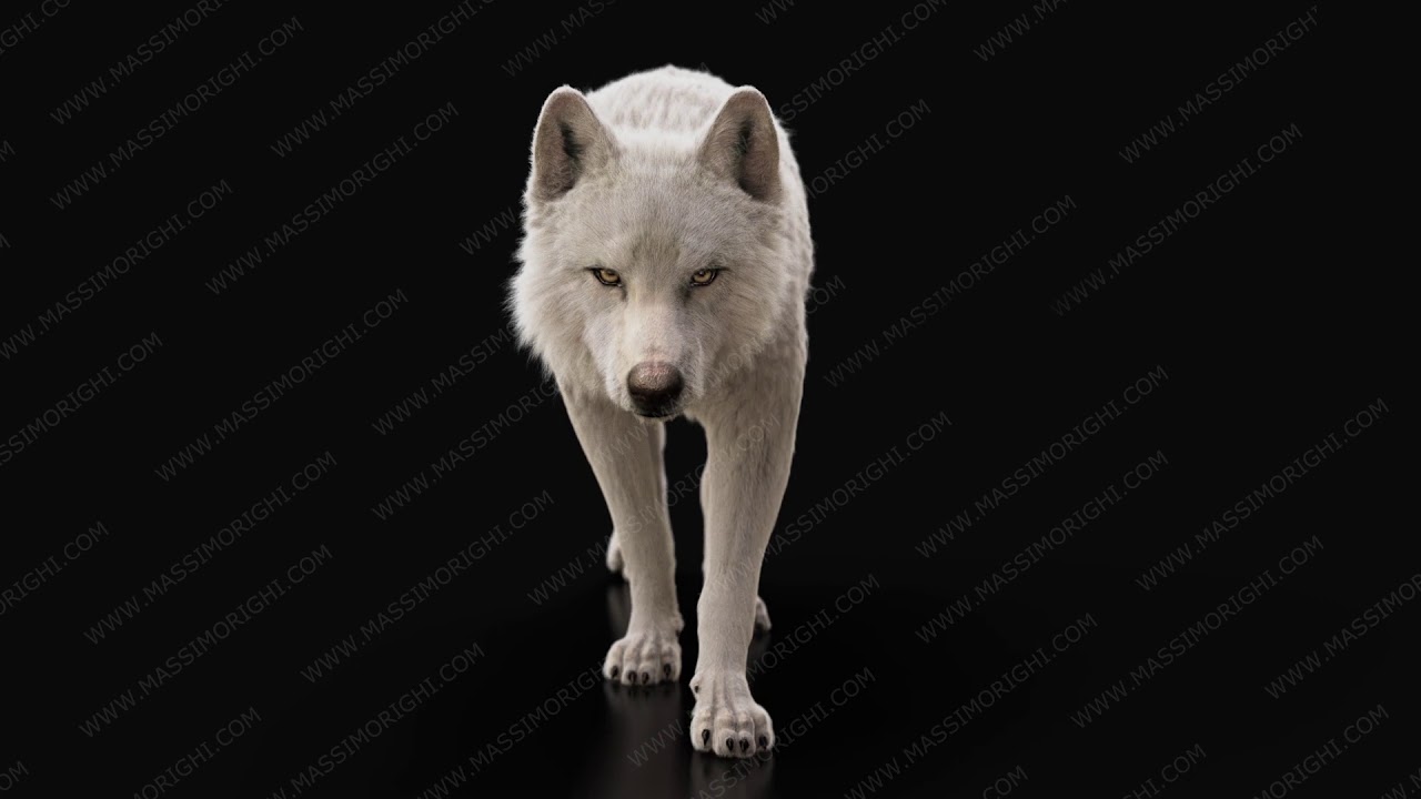 Wolf Front View