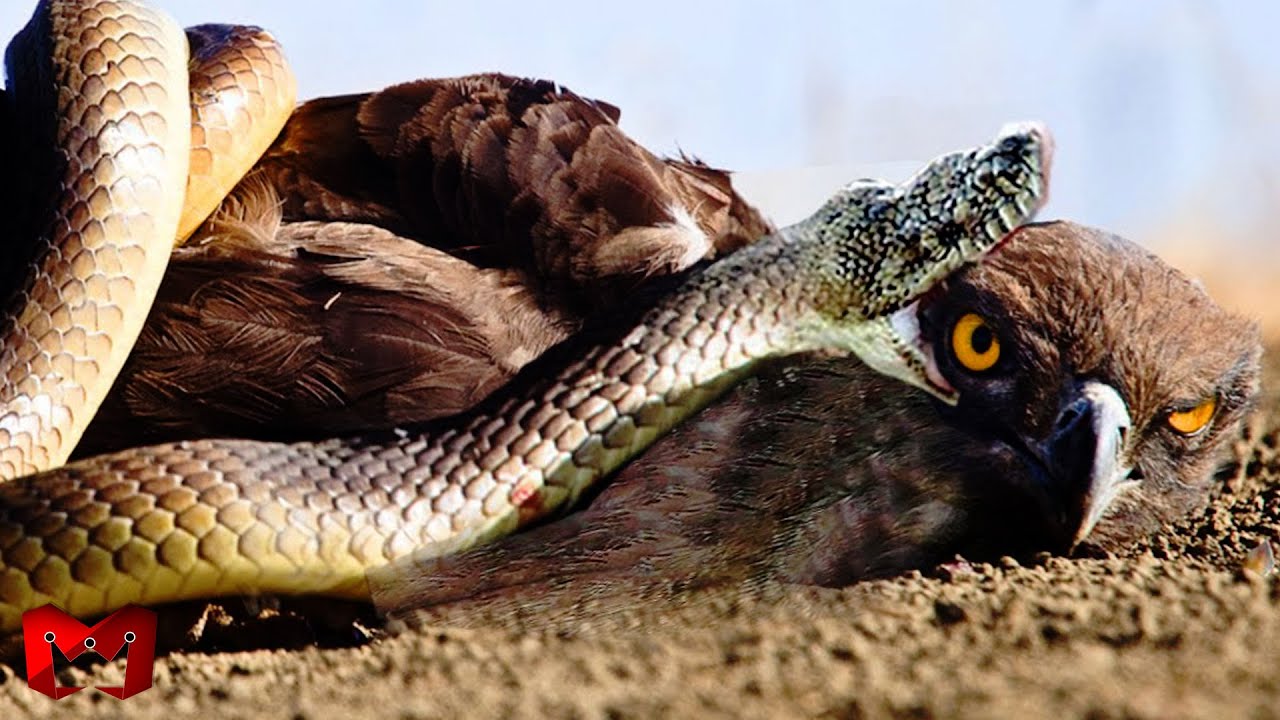 Sulit dipercaya! ULAR VS BURUNG, Pertarungan Elang & Ular, Ular Berbisa ...