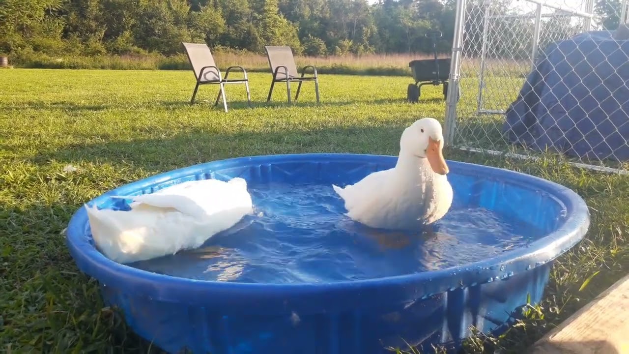 Hilarious duck pool party, feat. Benjamin and Jemima. - YouTube
