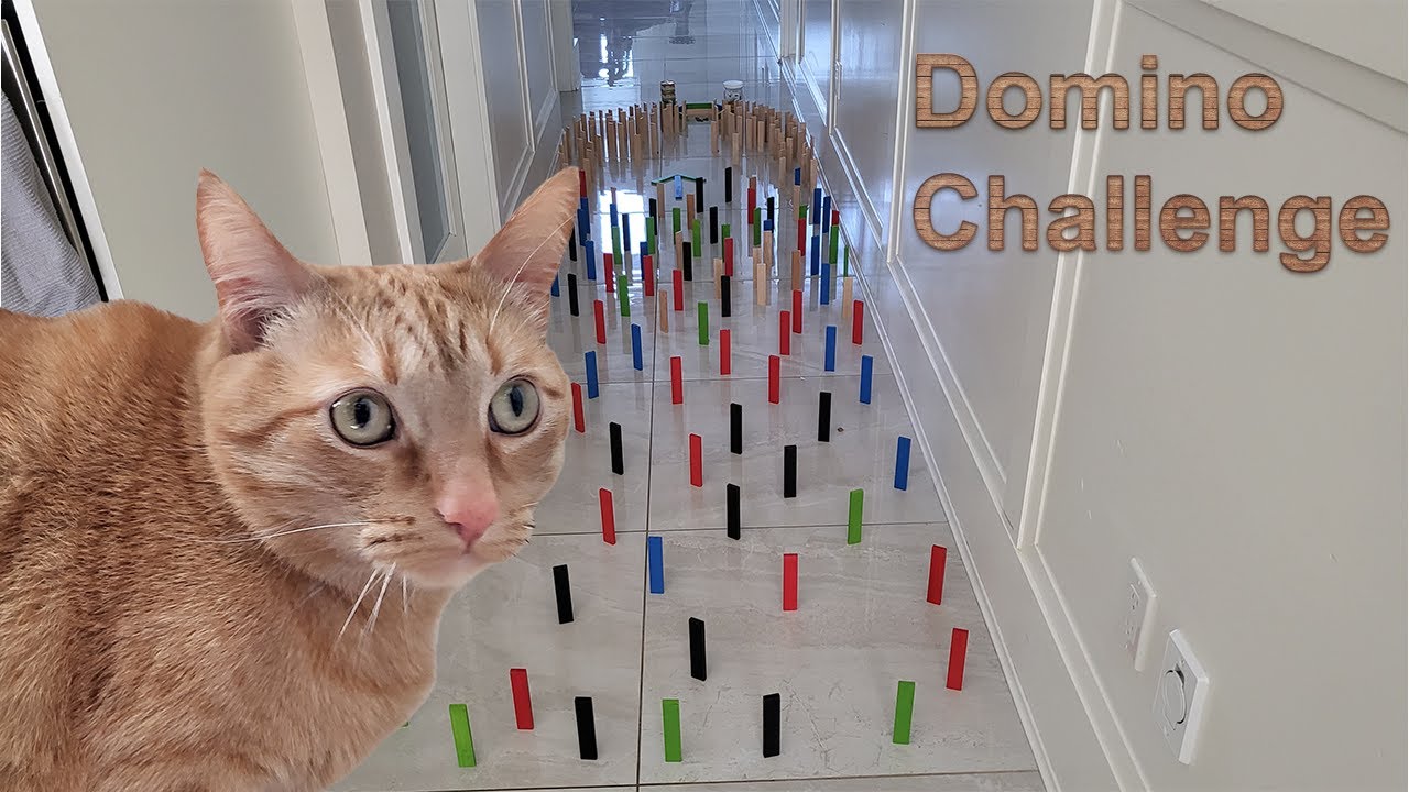 Cat Vs Dominoes Challenge! - YouTube