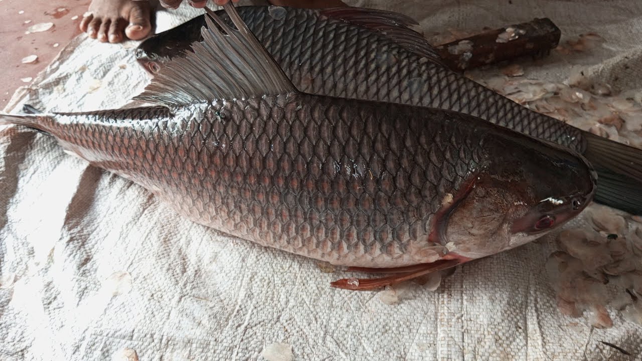 Big🐟Roy Fish Cutting Skill | Live In Fish Cutting In Bangladesh - YouTube