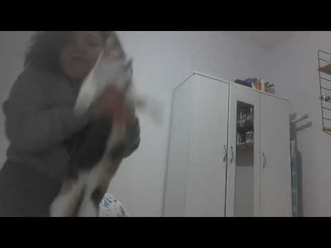 halay oynayan kedi#kedidansı