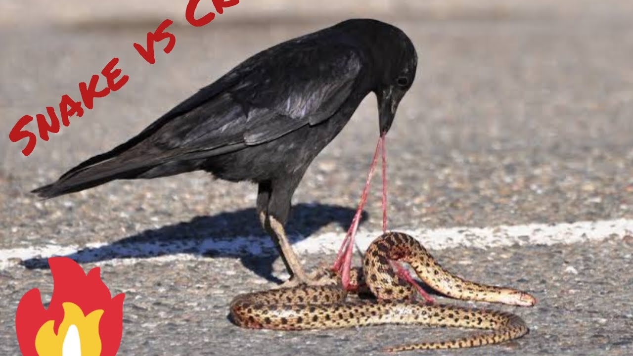 snake vs snake | snake vs crow| discovery channel | fish vs snake ...