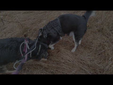 Teamwork; Dogs 2, Rats 0 - YouTube