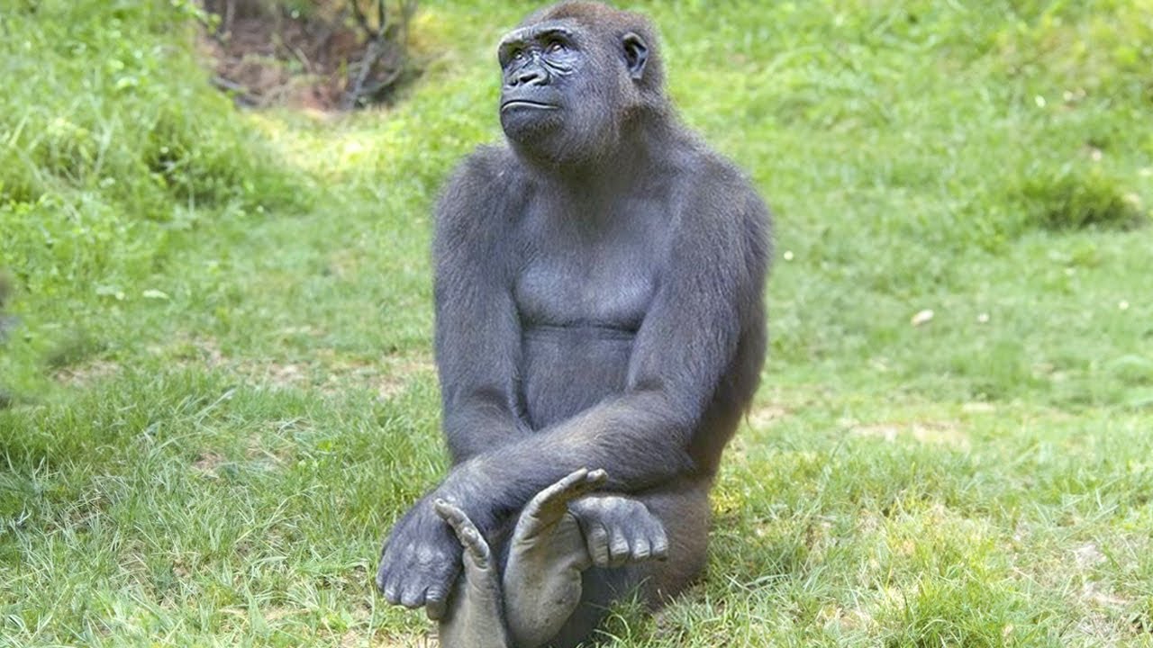 The FUNNIEST Monkeys 🤣 Best Compilation - YouTube