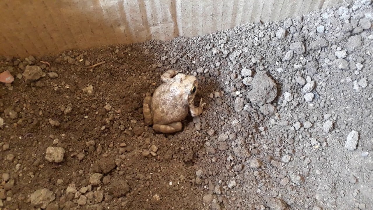 Burrowing habit of Frog - YouTube