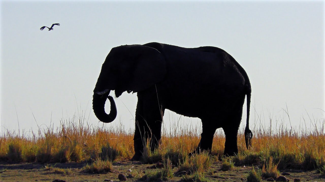 Chobe National Park: Elephants, Crocodile, Buffalo, Lizard & Baboons ...