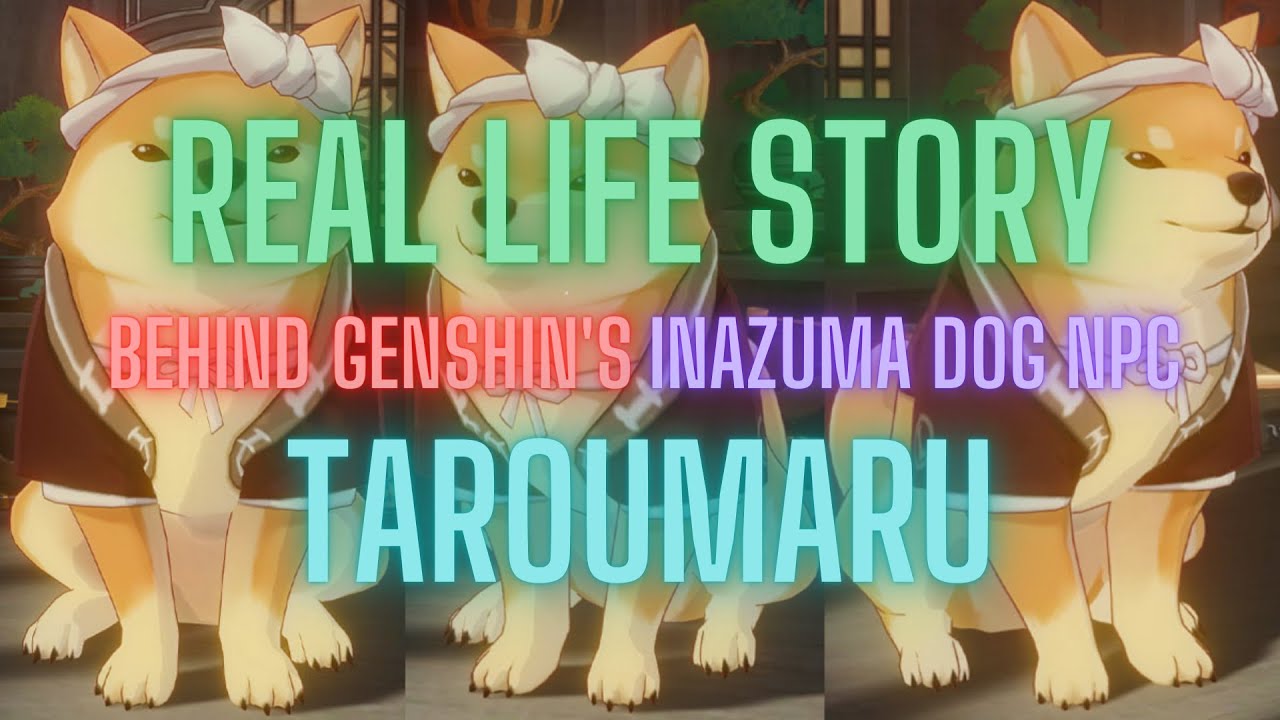 (SPOILERS) Real Life Story Behind Inazuma's Dog / Shiba NPC - Taroumaru ...
