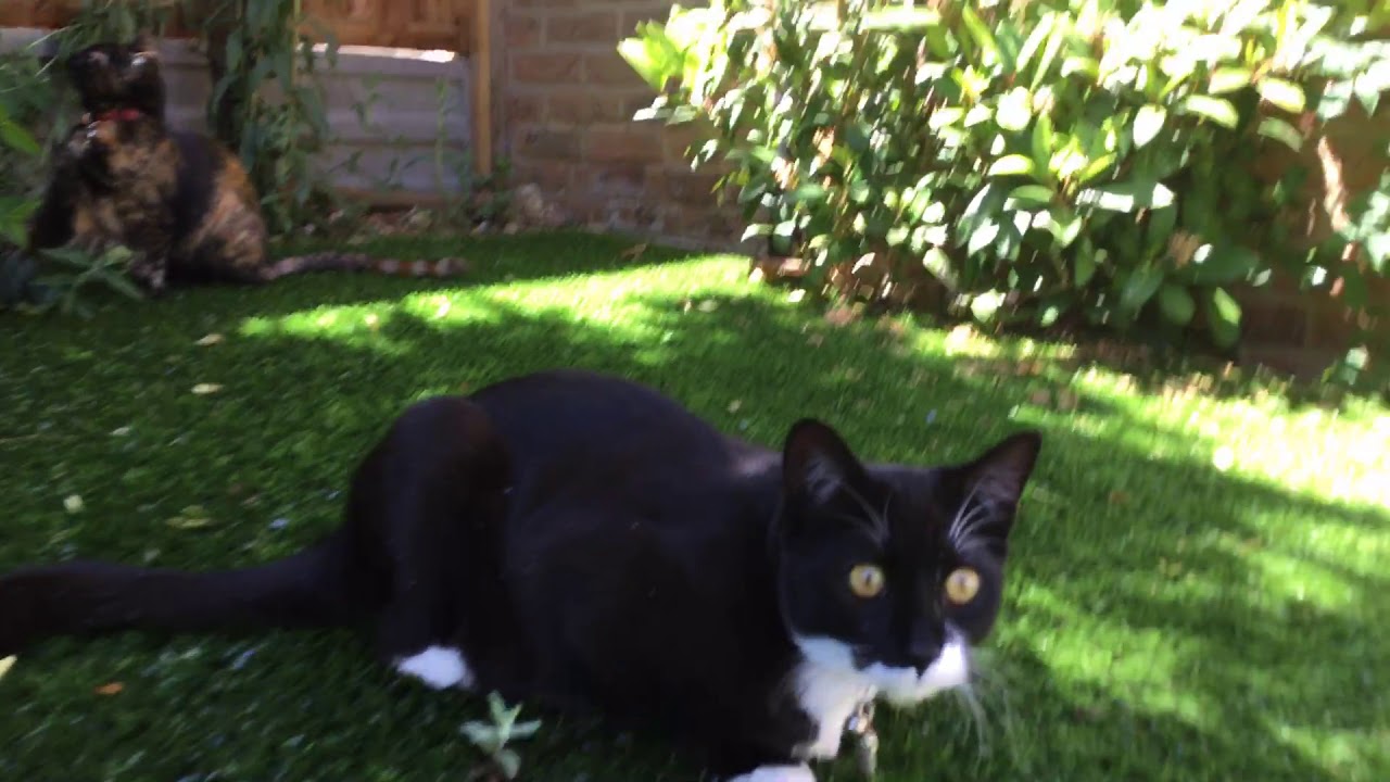 Cat chases cat - YouTube