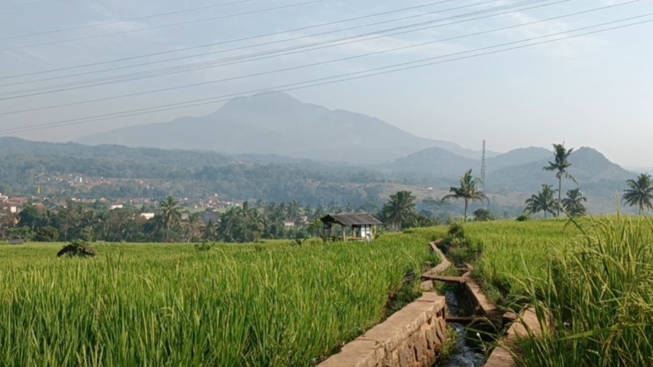 Suasana Pedesaan II Seperti Lukisan, Pemandangan Pesawahan nya Enak di ...