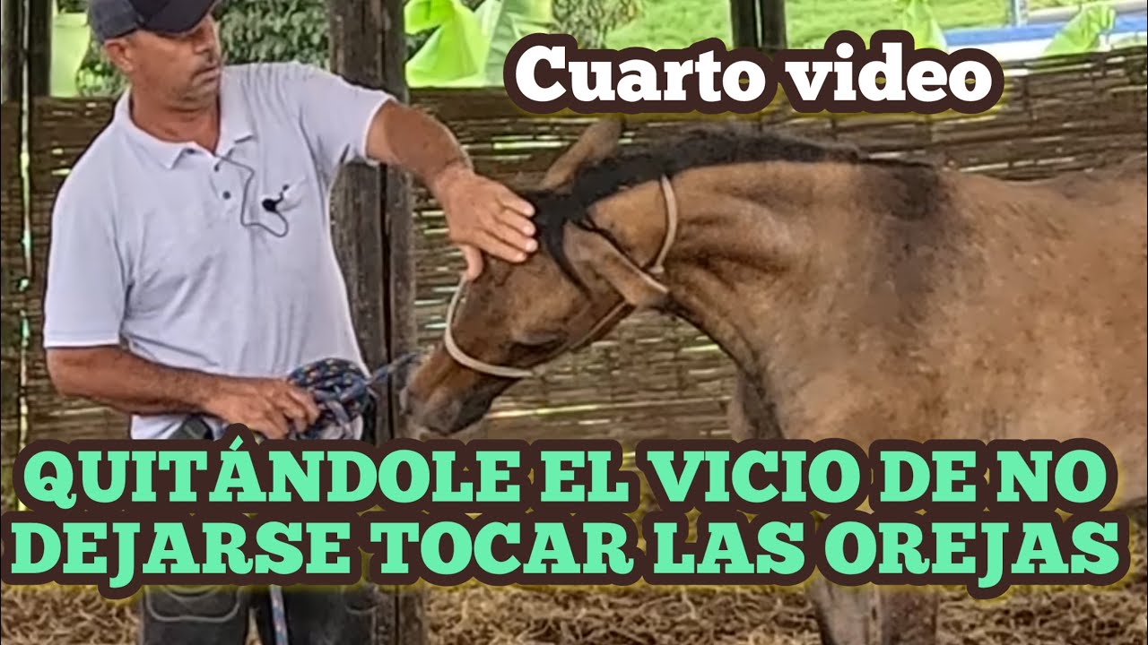 QUITÁNDOLE EL VICIO DE NO DEJARSE TOCAR LAS OREJAS cuarto video - YouTube