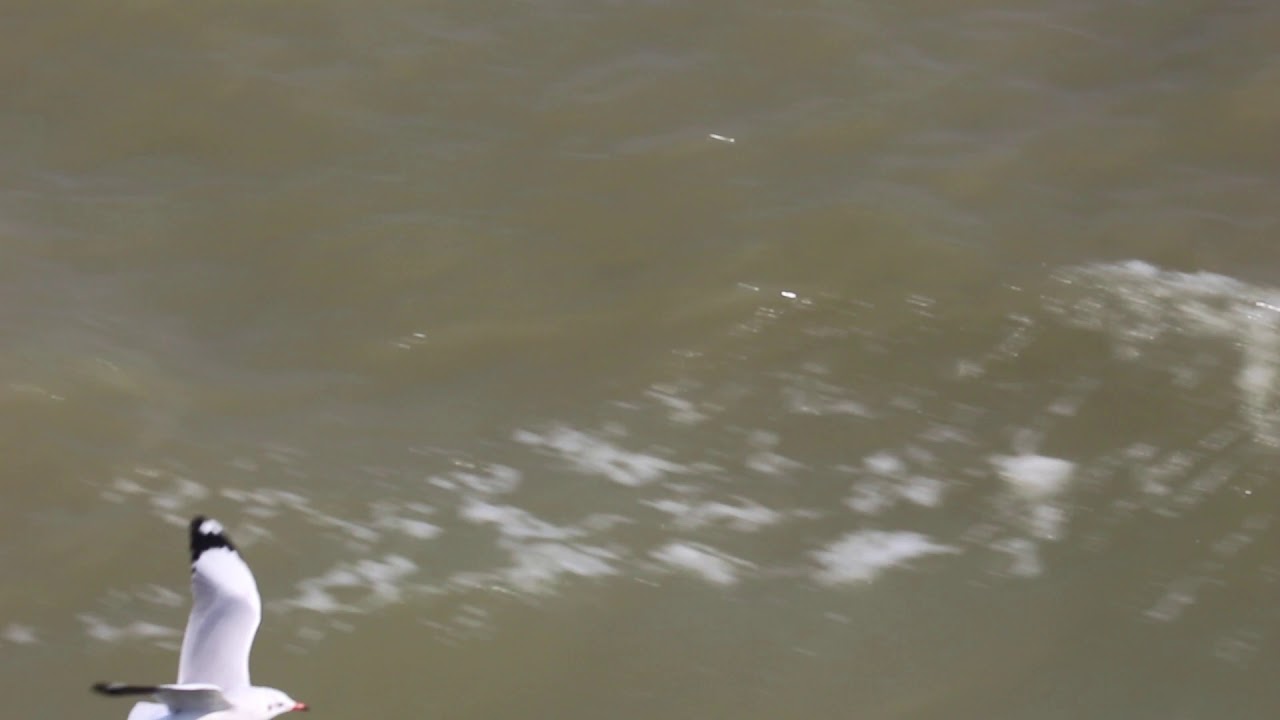 Sea Gull at Naaf River - YouTube