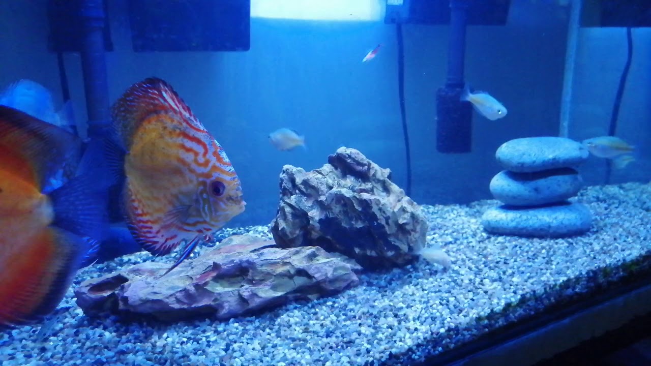 Discus with rainbow fish 2020 - YouTube