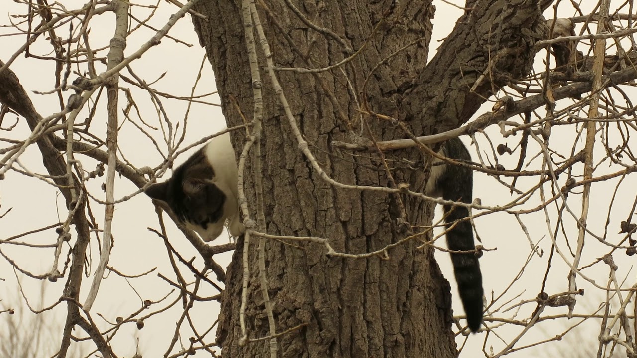 Dexten climbing around the tree in the old backyard in hope to catch a ...