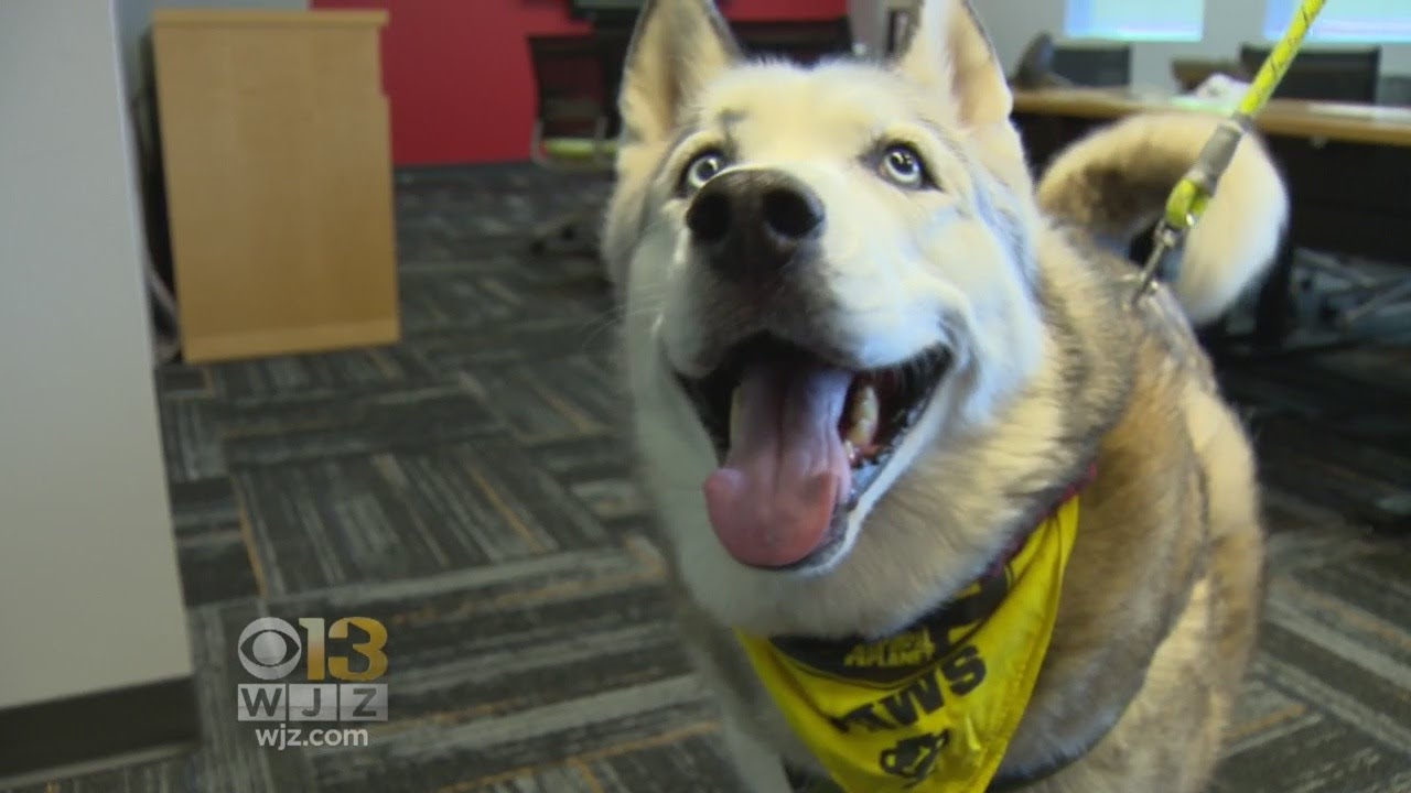 Senior Husky From Baltimore To Compete In First-Ever 'Dog Bowl' - YouTube