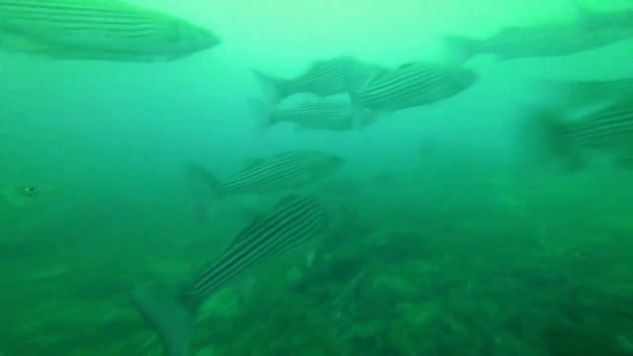 2020 MMA Fish Video - YouTube
