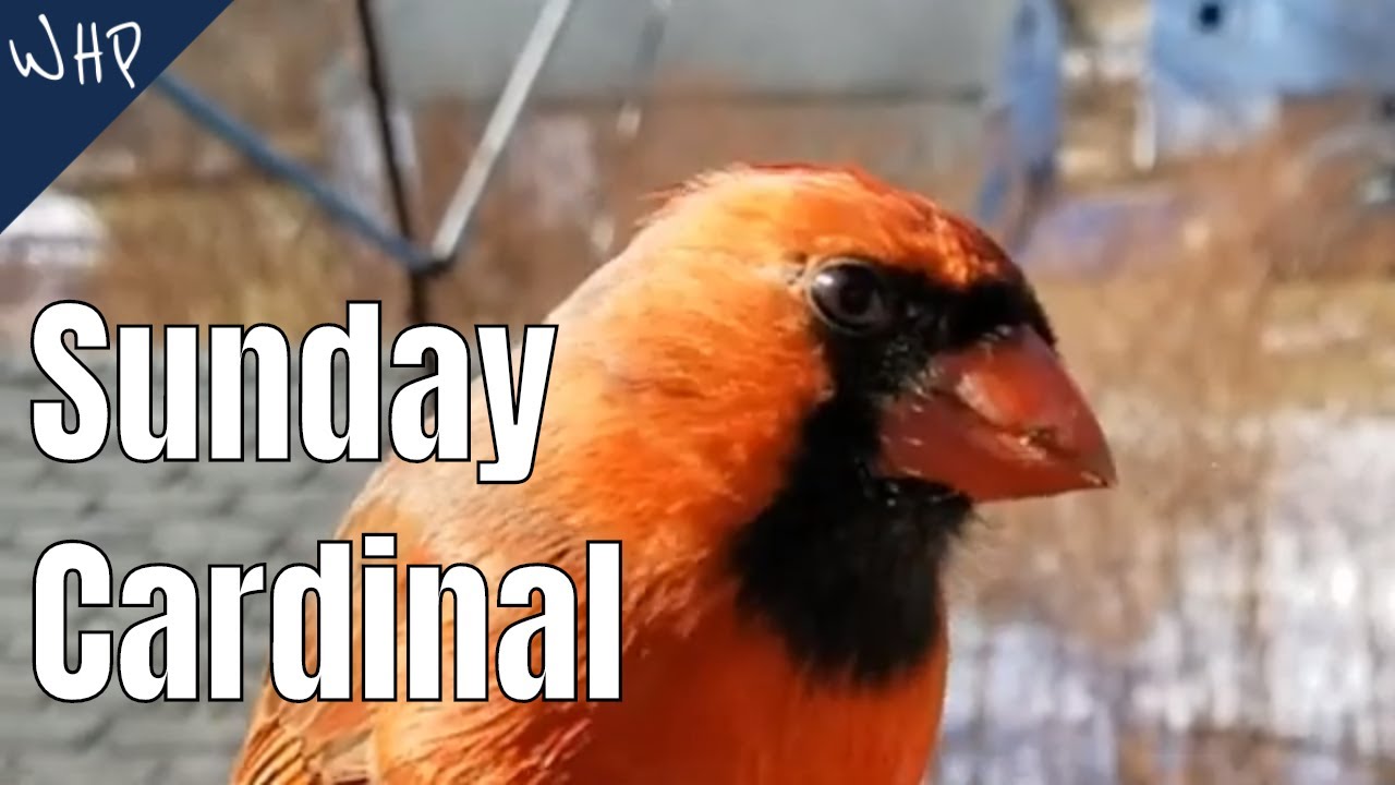 Sunday Cardinal Visit. - YouTube