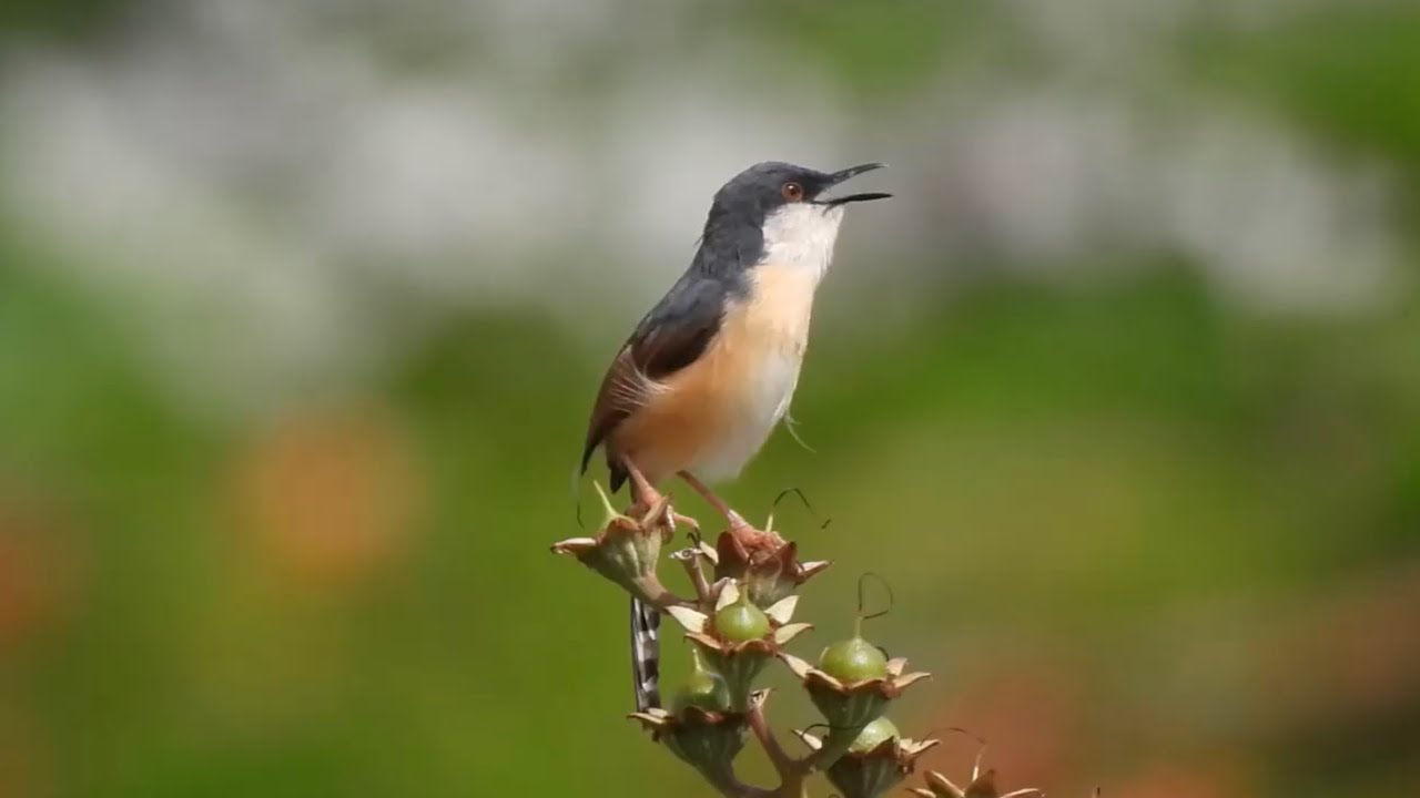 THE BEST MORNING BIRD SOUNDS FOR PRODUCTIVITY AND FOCUSING - YouTube