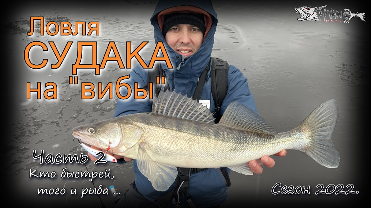 Ловля судака на вибы. Часть 2. Сезон 2021-22 - YouTube