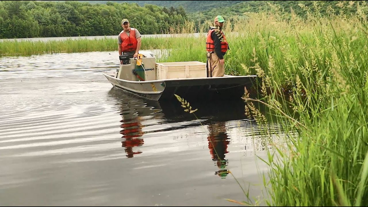 Stocking Intensive-cultured walleye fingerlings in Chittenden Reservoir ...
