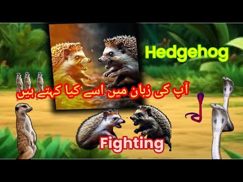 Fight between Hedgehogs / Fight between Hedgehogs / Original Video of ...