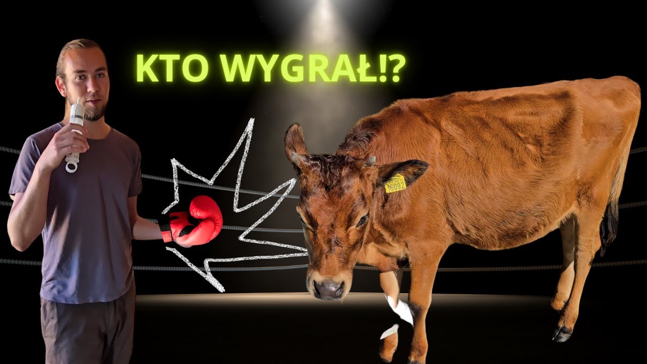 CZŁOWIEK VS KROWA! ODROBACZANIE JAŁÓWKI /ŻYCIE NA WSI - YouTube