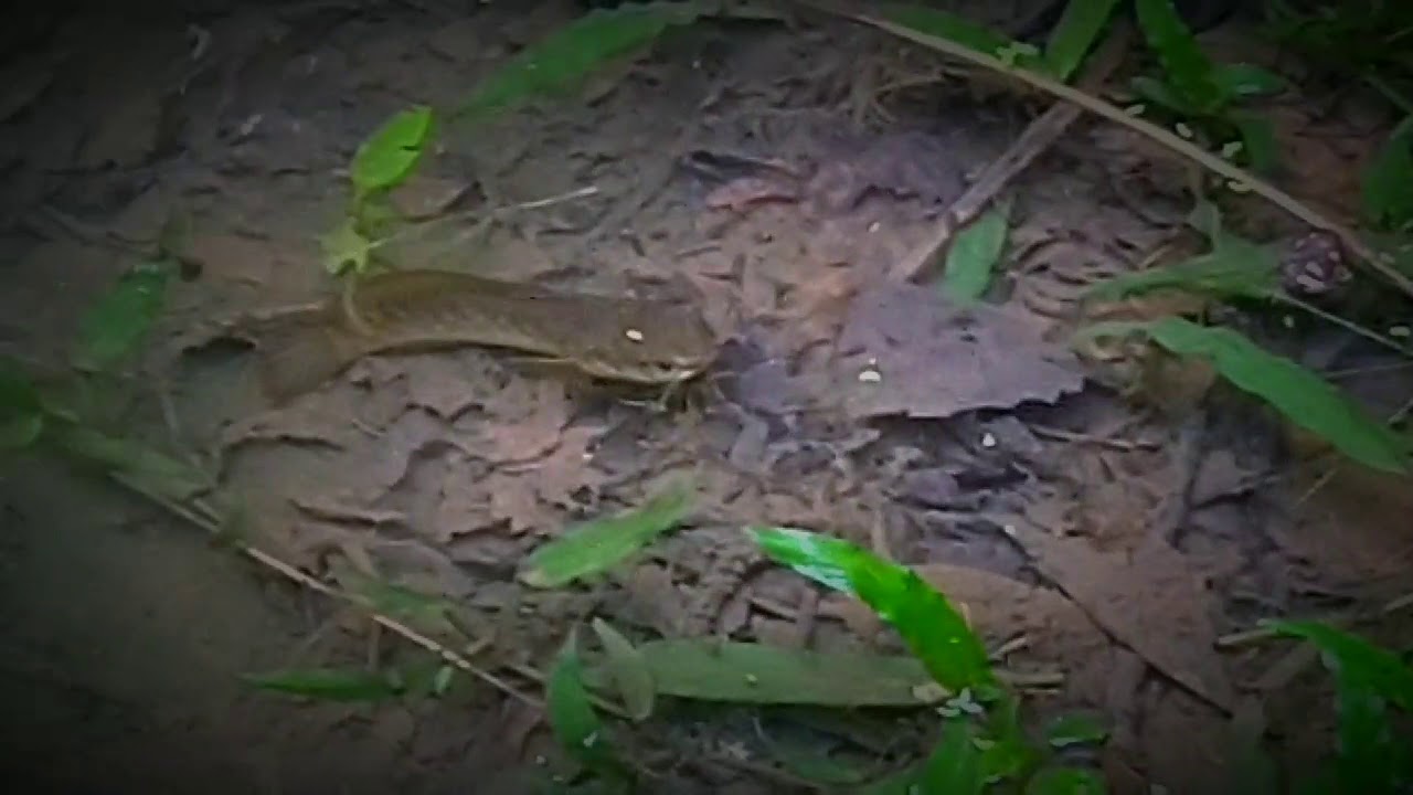Giant Snake head fish with babies, An example for real care of a mother ...