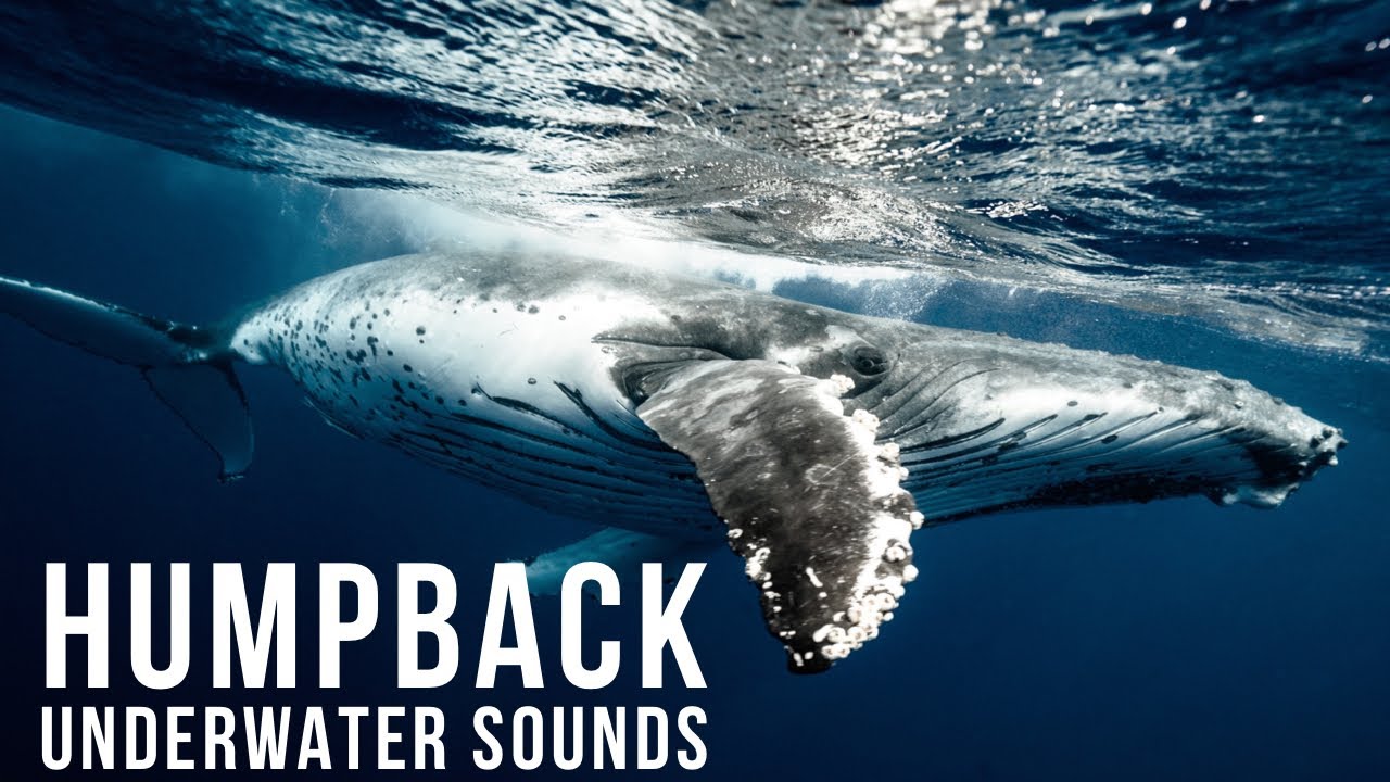 Humpback whales underwater real sounds. Song of Whales. Deep ocean ...