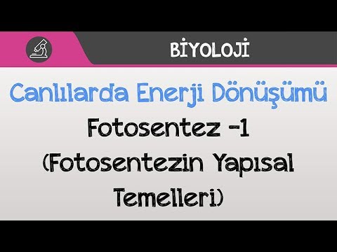 Canlılarda Enerji Dönüşümü - Fotosentez -1