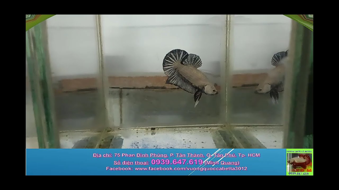 Shop chuyên bán cá betta Halfmoon, betta Fancy, Betta Koi Galaxy, Betta ...