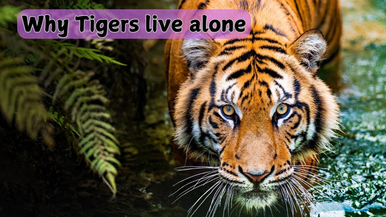 Tiger Lifespan and Fun Facts for kids - YouTube