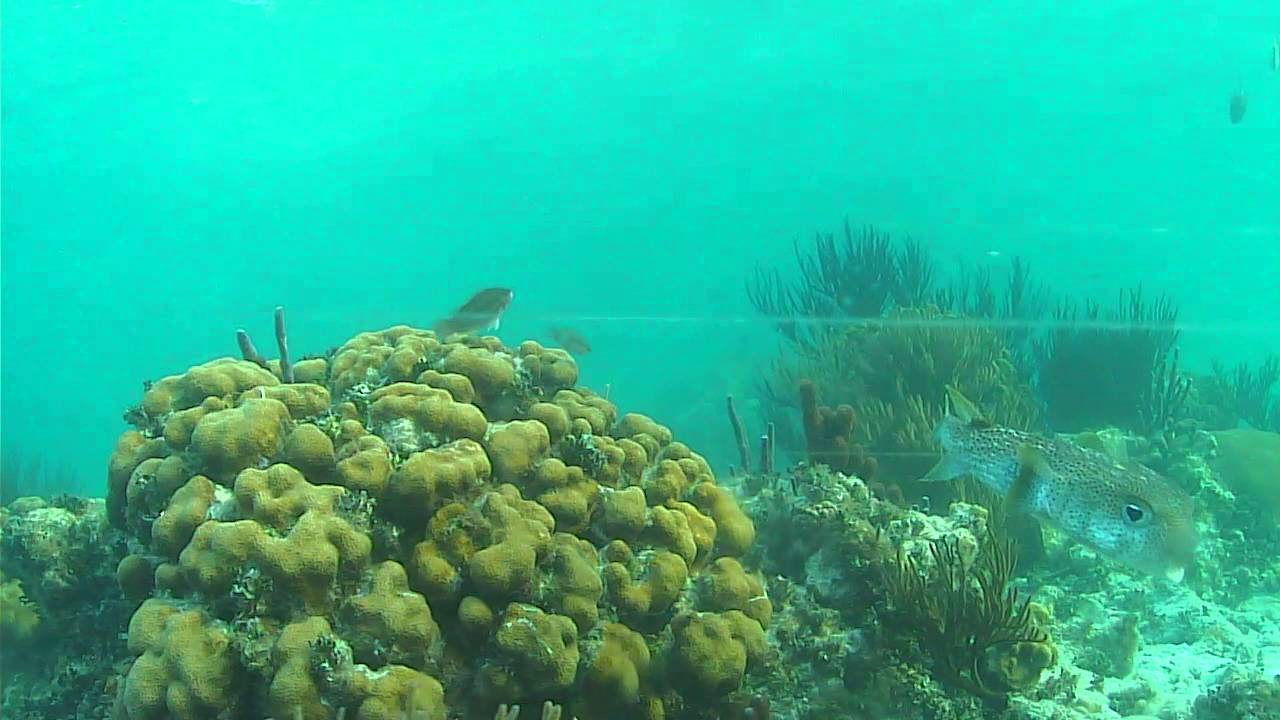 Goofy Porcupine Pufferfish - YouTube