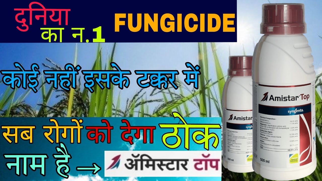 Syngenta Amistar top Fungicide🌿How to use🌿Price🌿Dose🌿Azoxystrobin 18.2% ...