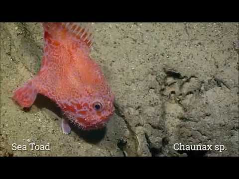 Poissons des profondeurs - YouTube