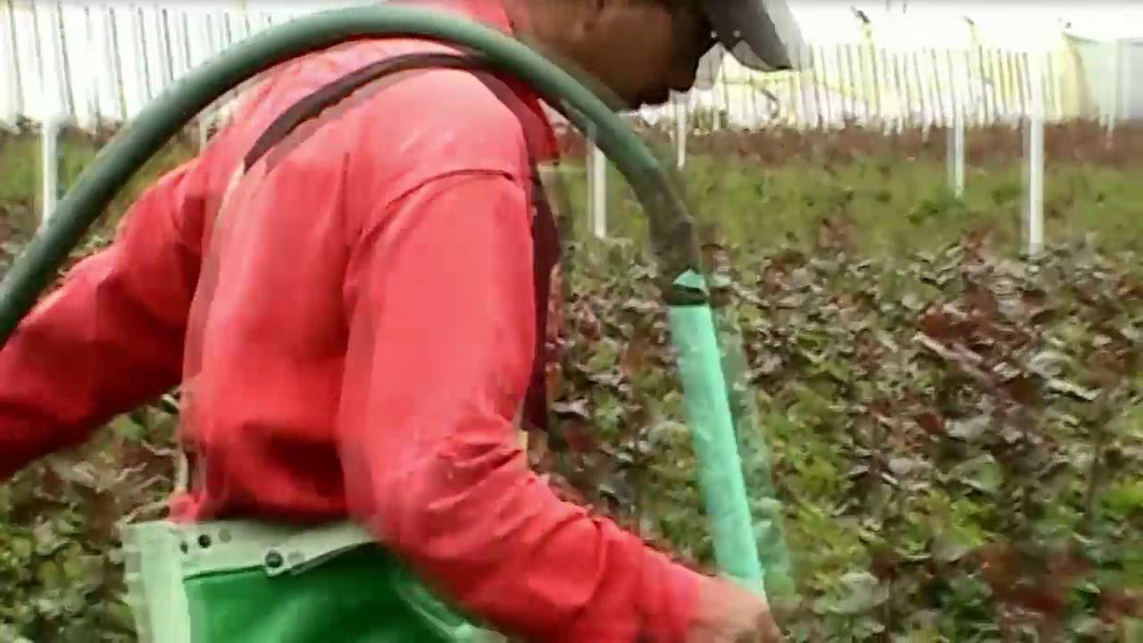 HILLSIDE FLOWERS SAS - YouTube