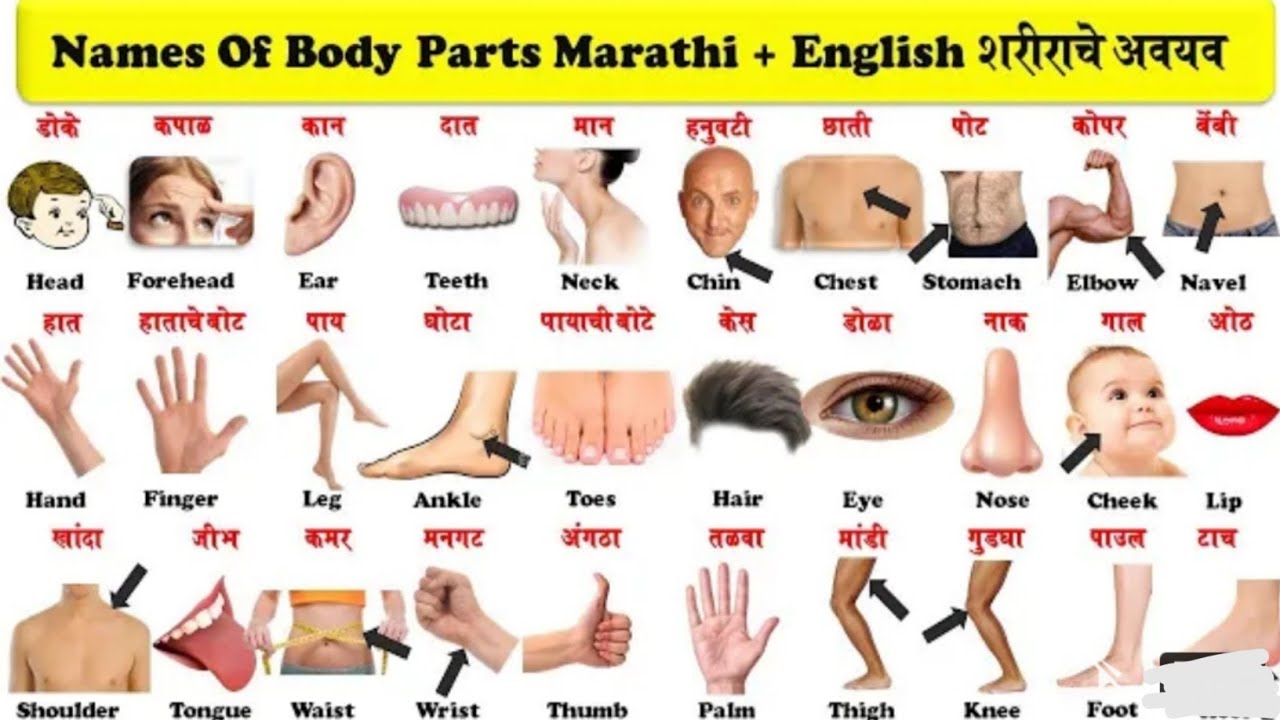 Body Parts Name In English Body Parts Name For Kids Samriddhi Tv Body Parts Name In English Body Parts Name For Kids Samriddhi Tv