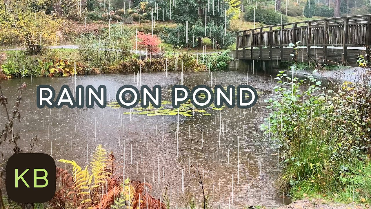 🌧 Light Rain on Pond 🌧 Rain in the Woods 1 Hour 🌧 - YouTube