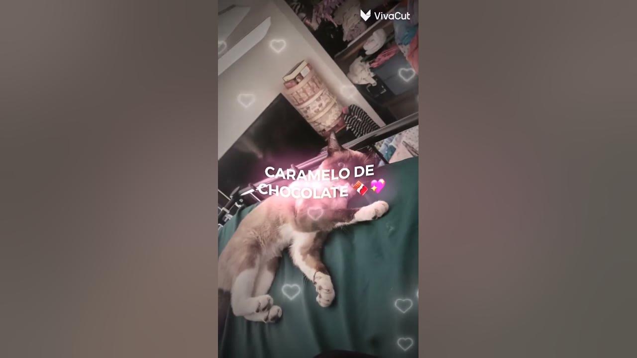 Edit Of My Cat In Spanish YouTube edit-of-my-cat-in-spanish-youtube