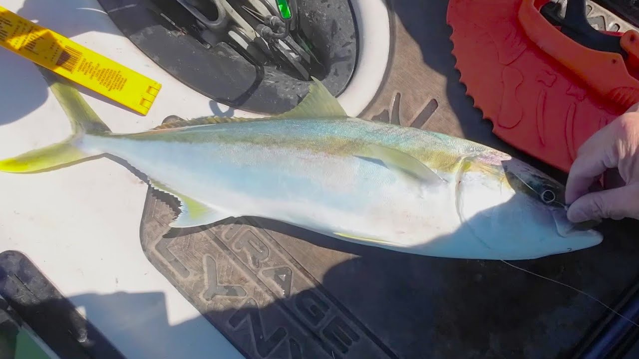 More Cook's River Kingfish! | Sydney Kayak Fishing - YouTube