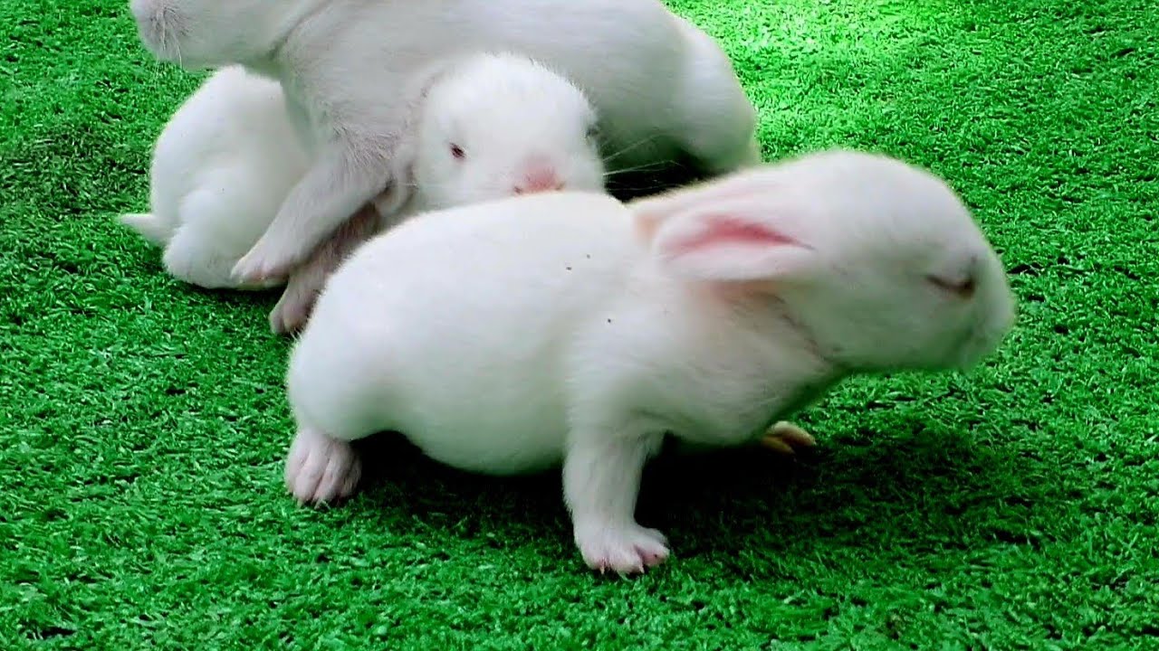 Cute little lazy rabbits - YouTube