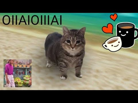 OIIAIOIIAI CAT x AFTER DARK (speed 0.7/0.8) - YouTube
