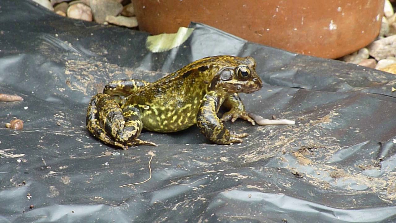 Frog vs Slug - YouTube