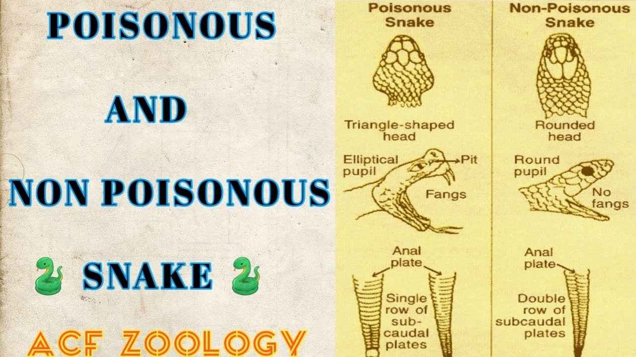 POISONOUS AND NON POISONOUS SNAKES 🐍| CSIRNET ZOOLOGY | Neet Zoology ...