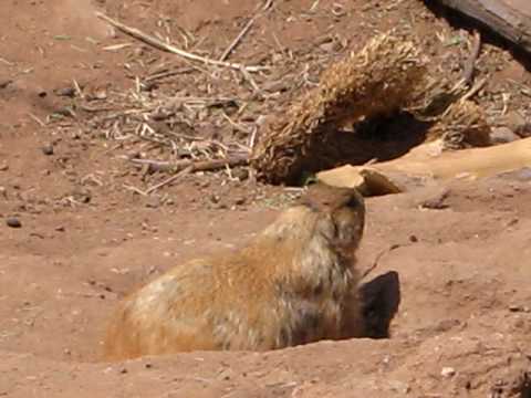 prairie dog yell - YouTube