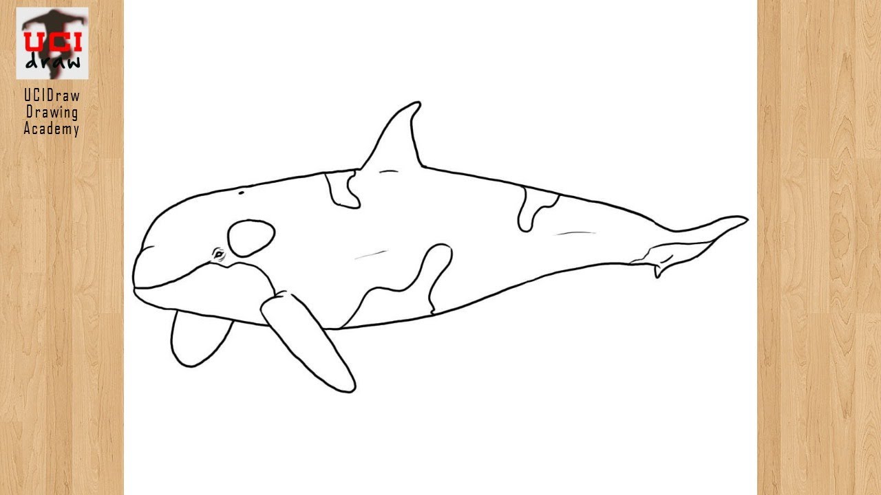 Killer Whale Drawing | How to Draw an Orca | Easy Whale Sketch for ...
